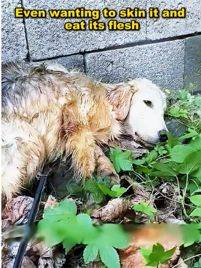 V1301005_puppy was beaten by its owner its tail was cut off. pain_part2 ...